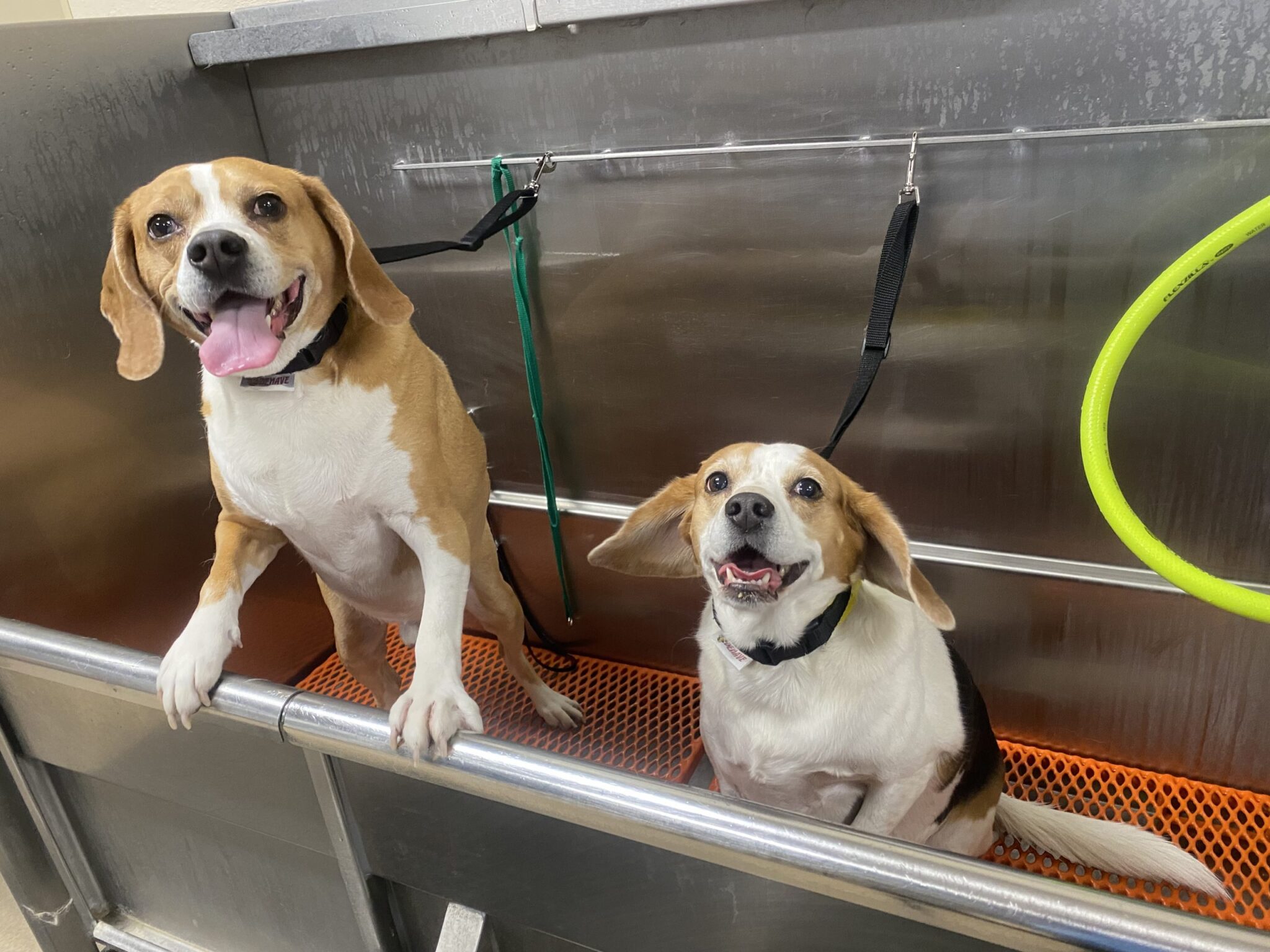 Luxury Dog Boarding | Barkefellers Westfield