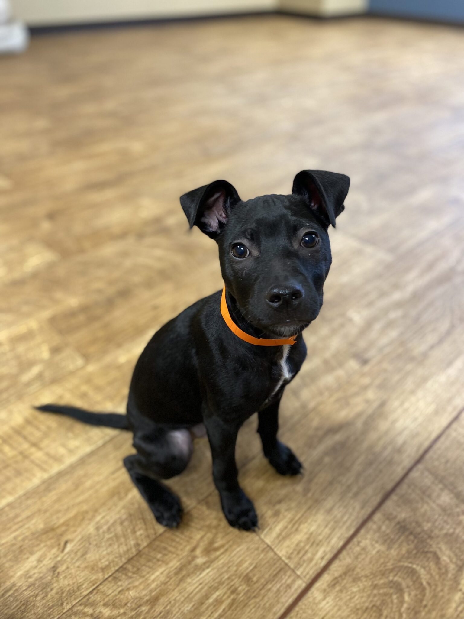 Luxury Dog Boarding | Barkefellers Westfield