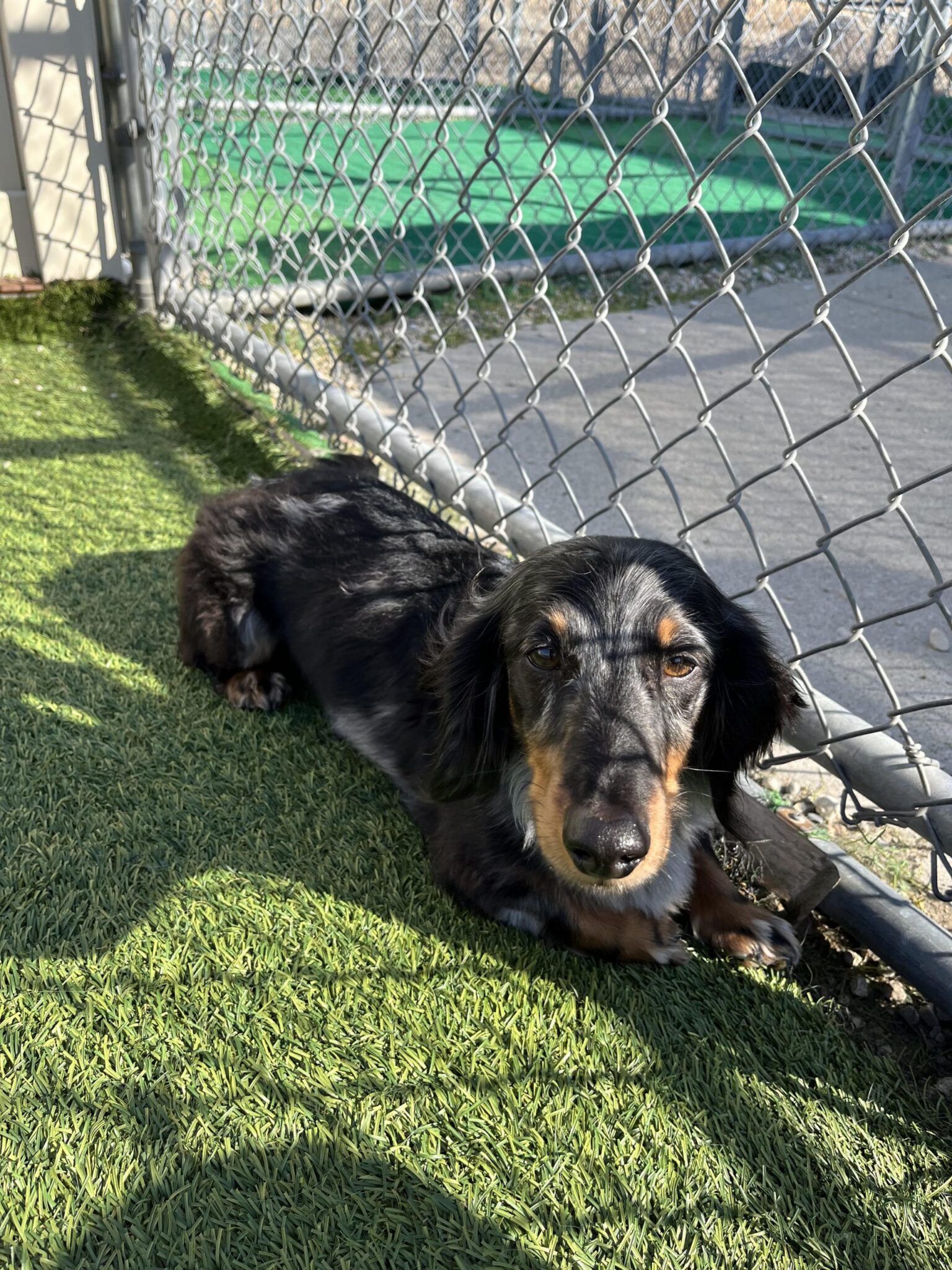 Luxury Dog Boarding | Barkefellers Westfield