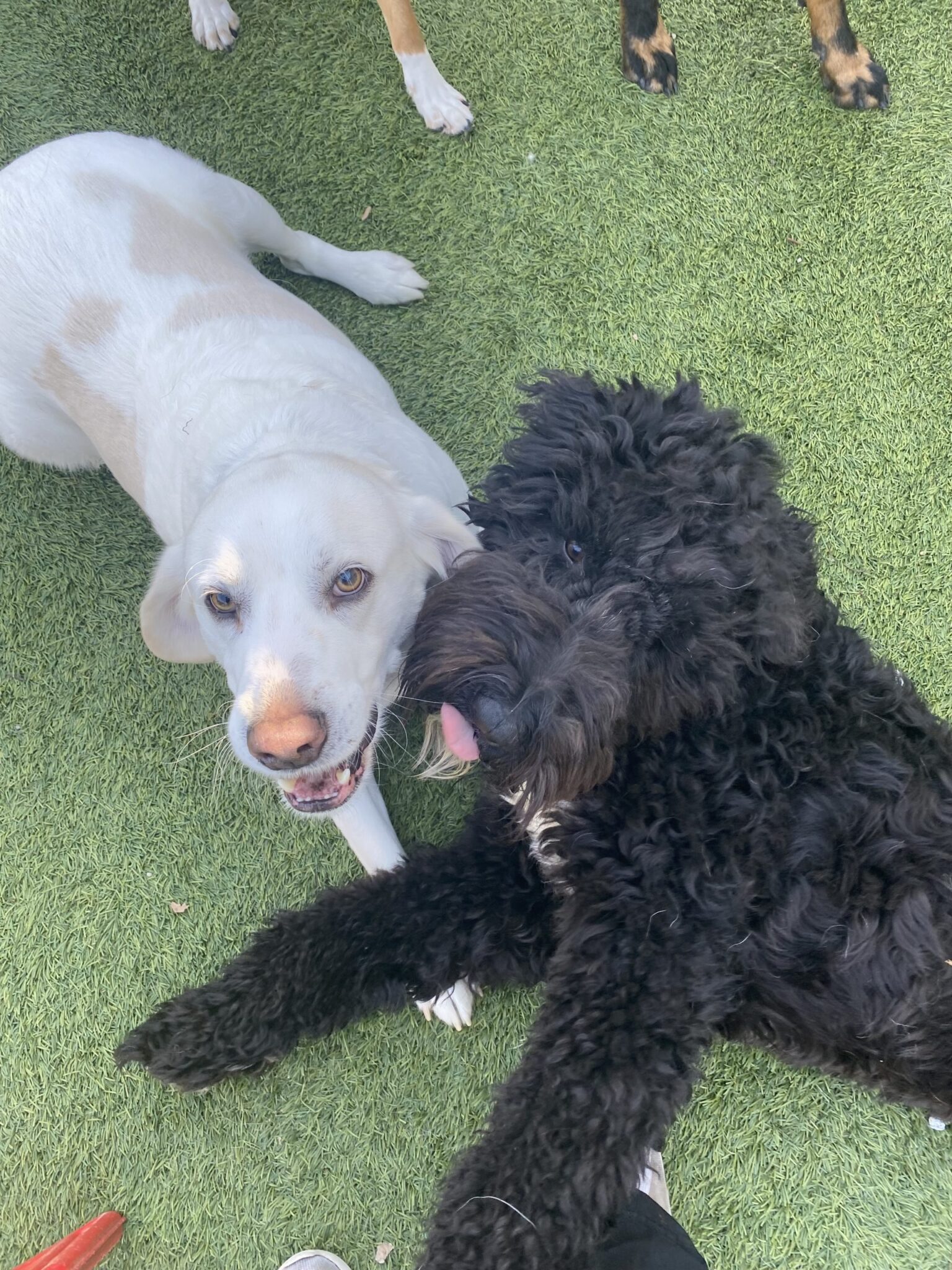 Luxury Dog Boarding | Barkefellers Westfield