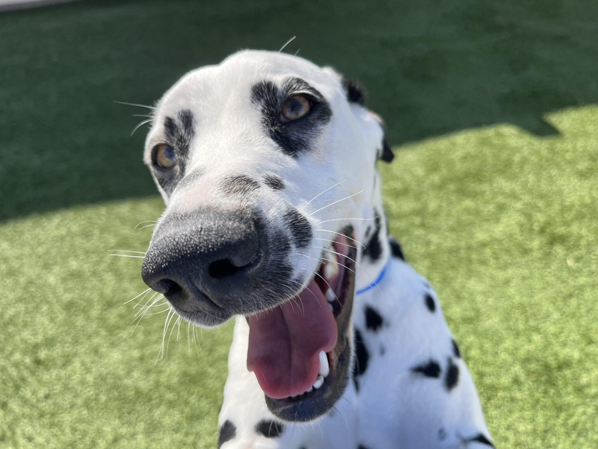 Luxury Dog Boarding | Barkefellers Westfield