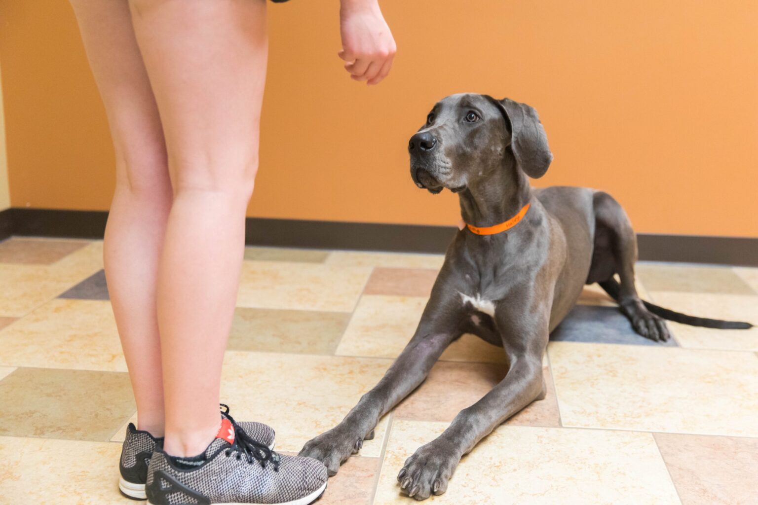 Luxury Dog Boarding | Barkefellers Westfield