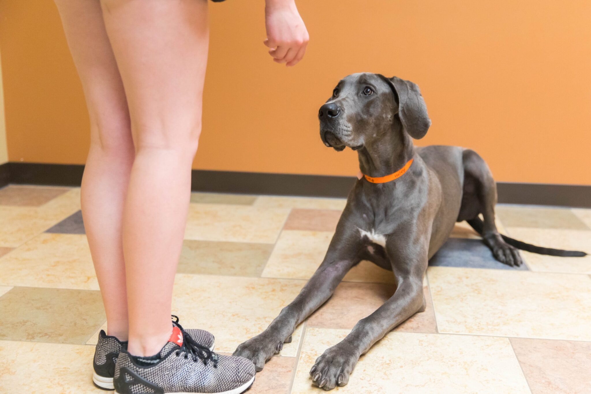 Luxury Dog Boarding | Barkefellers Westfield