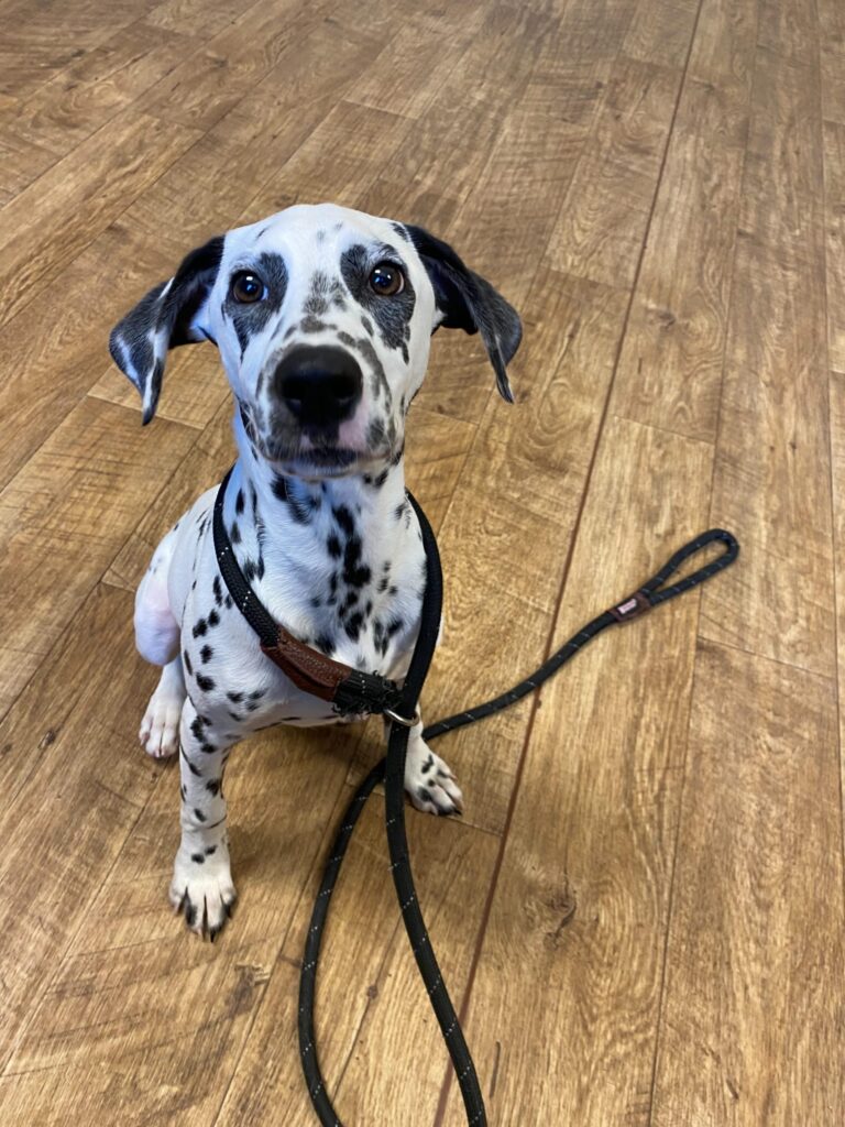 Luxury Dog Boarding | Barkefellers Westfield