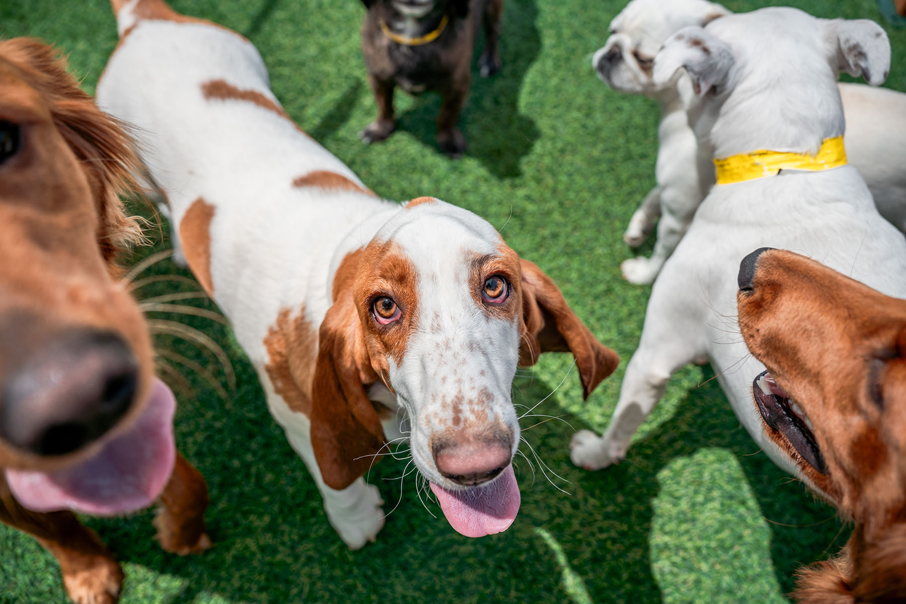 Doggie Daycare | Barkefellers Westfield