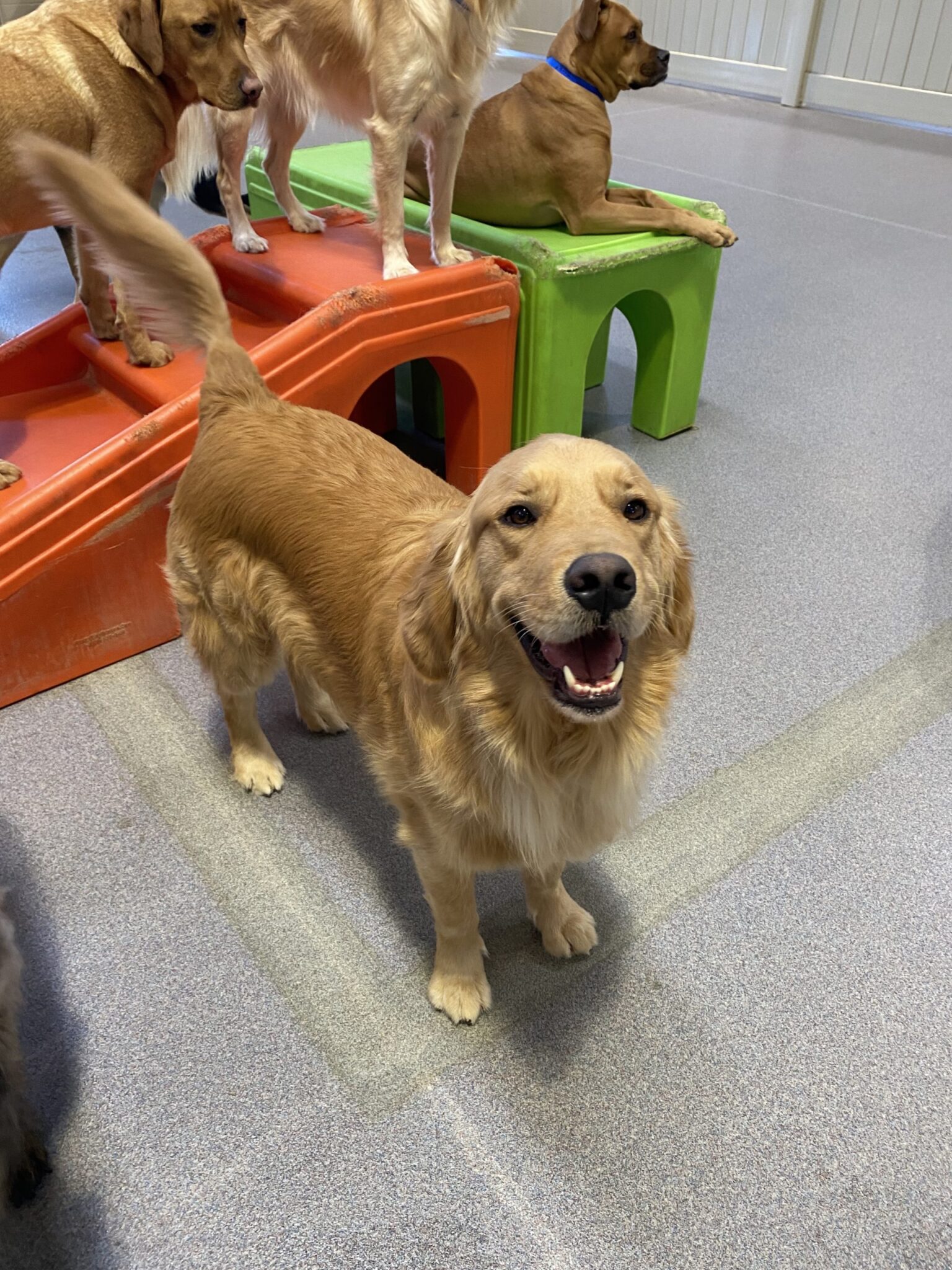 Luxury Dog Boarding | Barkefellers Westfield