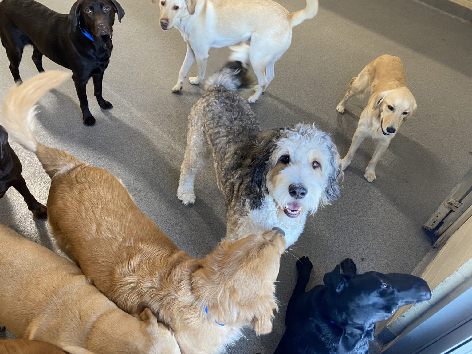 Luxury Dog Boarding | Barkefellers Westfield
