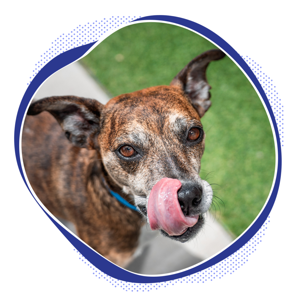 Luxury Pet Resort & Spa | Barkefellers® Westfield